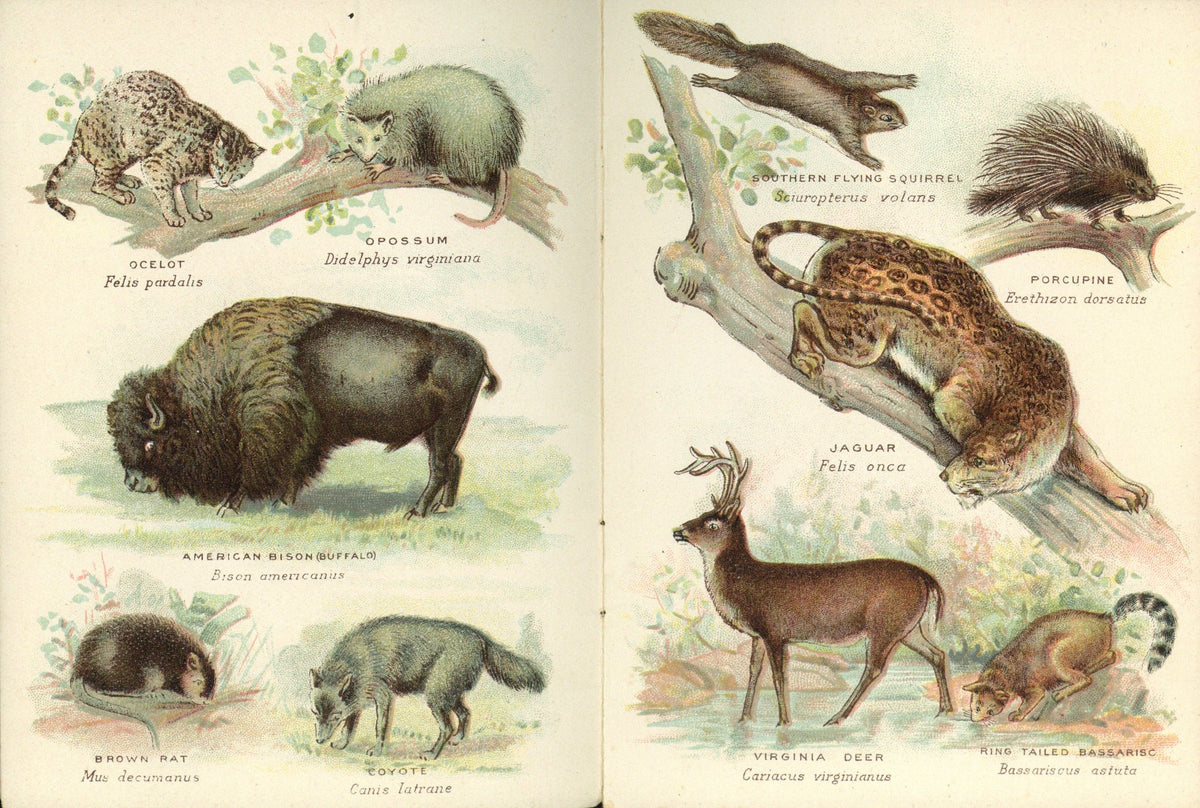 North American Animals – Wallace & Clark, Booksellers